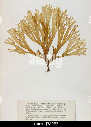 Dictyota dichotoma is a species of brown algae, where the male plant ...
