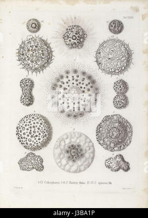 'Die Radiolarien,' a work by Ernst Haeckel, illustrates the intricate ...