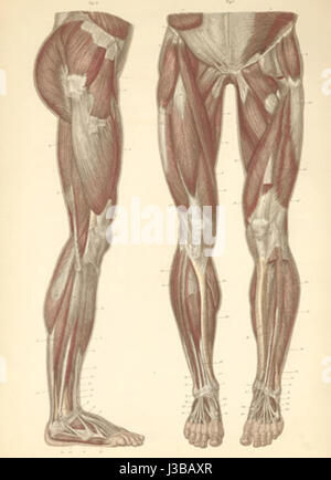 Dr Bock plate14 Stock Photo - Alamy