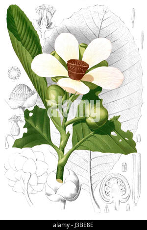 Dillenia reifferscheidia, a species of flowering plant, is depicted in ...