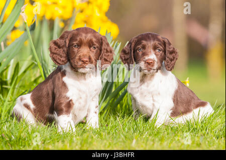 Two 6 week old English Springer Spaniel puppys (sisters) in the Uk ...