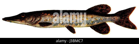 Fish anatomy. Pike (Esox lucius). The hepatic parenchyma is divided ...