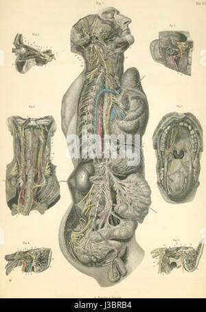 Dr Bock plate31 Stock Photo - Alamy