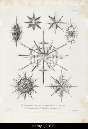 'Die Radiolarien' by Ernst Haeckel is a study of radiolarians, a group ...