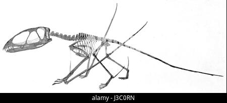 Dimorphodon macronyx, pterosaur fossil Stock Photo - Alamy