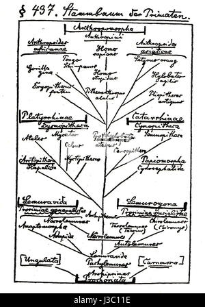 Ernst Haeckel - Tree of Life Stock Photo - Alamy