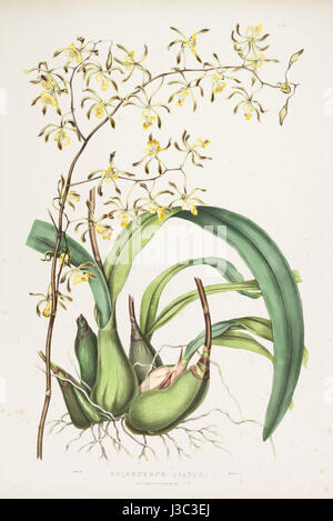 *Encyclia alata*, also known as *Epidendrum alatum*, is a species of ...
