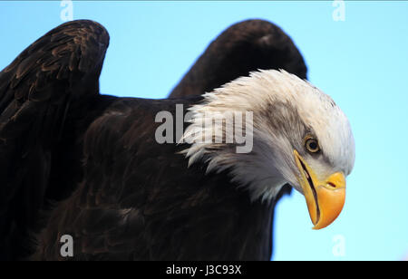Crystal Palace's bald eagle mascot Kayla during English Premier League ...