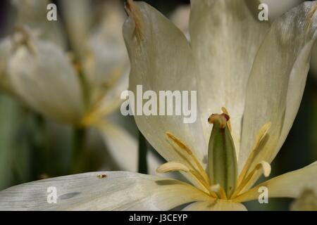 Interesting inside look on big yellow flower Stock Photo - Alamy