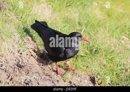 Chough on the grass at RSPB South Stack, Anglesey; Wales; UK Stock ...