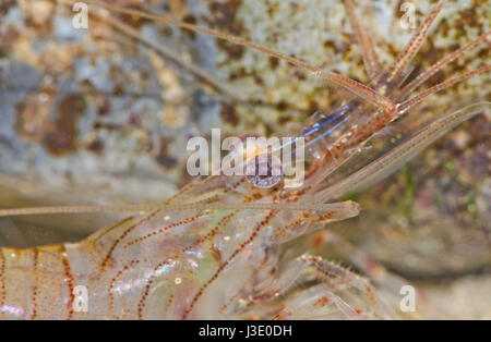 Common prawn (Palaemon serratus) eye and parasite - Oleron island ...