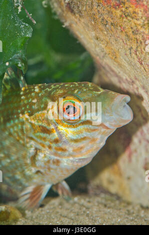 Juvenile Corkwing wrasse (Symphodus melops). Sussex, UK Stock Photo - Alamy