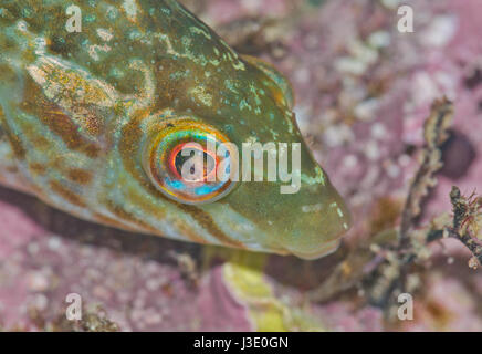 corkwing wrasse (Crenilabrus melops, Symphodus melops Stock Photo - Alamy