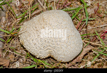 Mosaic puffball (Calvatia utriformis or Handkea utriformis) is a ...