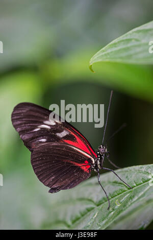 tropical red black postman butterfly Stock Photo - Alamy