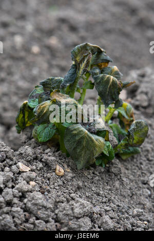 Potato plants damaged by the frost. Potato plants showing signs of ...