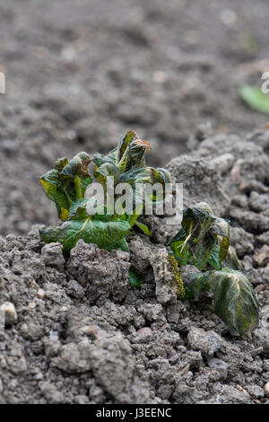 Potato plants damaged by the frost. Potato plants showing signs of ...