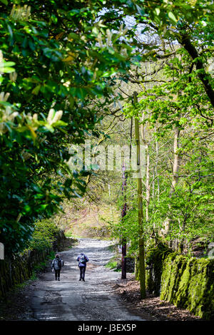A couple of ramblers walk on a sunny day in springtime along a woodland ...