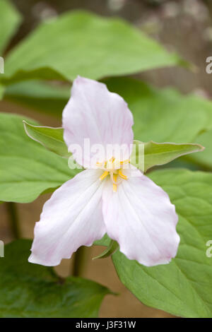 Close-up of a flower of Trillium grandiflorum forma roseum (pink large ...