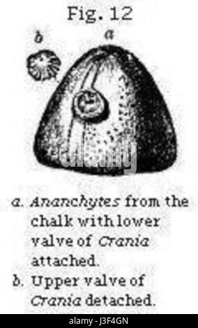 Figure 4 from Charles Lyell's work illustrates key geological ...