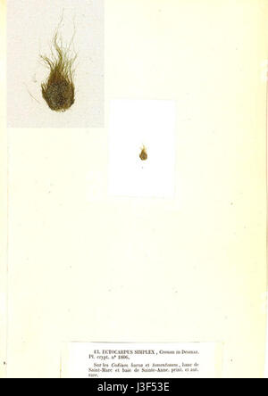 Feldmannia simplex Crouan Stock Photo - Alamy