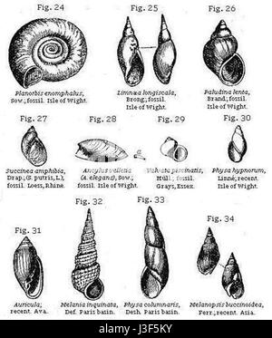 Figure 4 from Charles Lyell's work illustrates key geological ...
