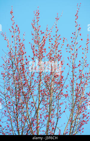 Red spring buds of Red Maple, Acer rubrum 'Embers' Stock Photo - Alamy