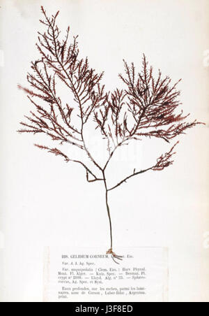 Gelidium corneum is a species of red algae known for its medicinal and ...