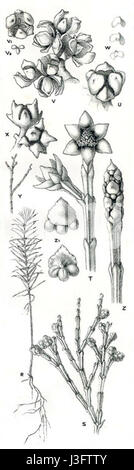 Forest Flora NSW Plate 48 Callitris endlicheri Stock Photo - Alamy