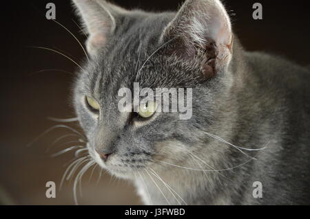 Molly and I and the baby Stock Photo - Alamy
