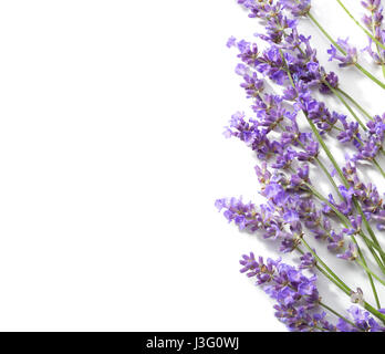 Lavender sprigs on white background Stock Photo - Alamy