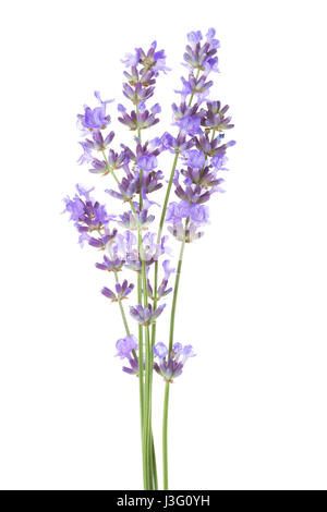 Lavender sprigs on white background Stock Photo - Alamy