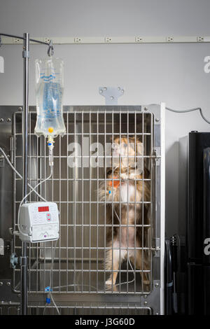 Dog with an intravenous infusion drip in a vet at the clinic. Dog with ...
