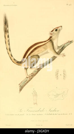 An Indian Palm Squirrel, native to India, in its natural habitat Stock ...