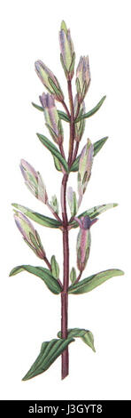 Gentianella amarella, known as autumn gentian, is a perennial plant ...