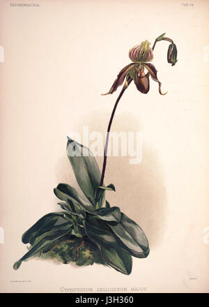 This botanical illustration by Frederick Sander, featured in his 1890 ...