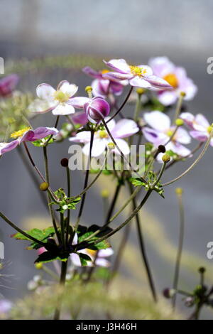 Pink flower of Chinese anemone / Anemone hupehensis in the garden Stock ...