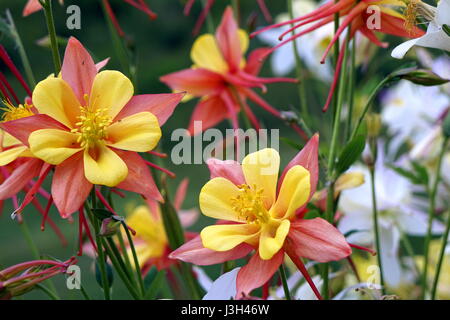 A bright colorful yellow Columbine flower, Aquilegia, growing in the ...