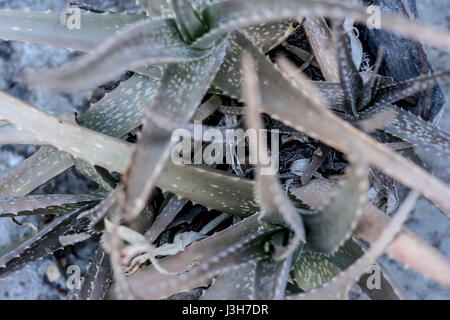 An dry Alvera plant in a flower pot Stock Photo - Alamy