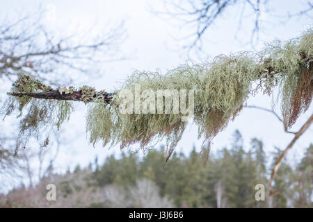 Fishbone beard lichen is sensitive to air pollution Stock Photo - Alamy
