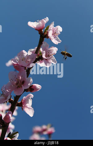 Peach tree flower and a bee Stock Photo - Alamy