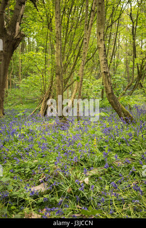 A woodland walk in Spring time in Suffolk with wild garlic flowers ...