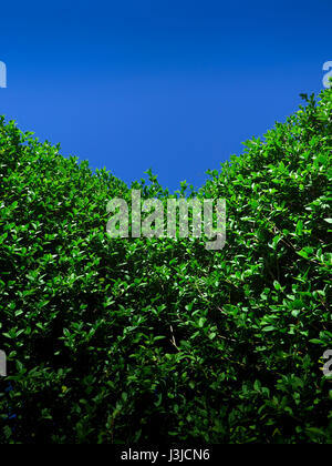Corner angle of privet garden hedge Stock Photo - Alamy