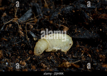 Vine weevil pupa, Otiorhynchus sulcatus Stock Photo - Alamy