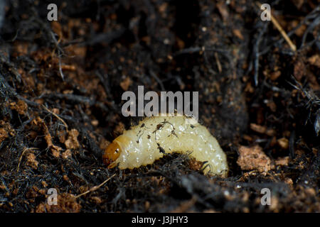 Vine weevil pupa, Otiorhynchus sulcatus Stock Photo - Alamy