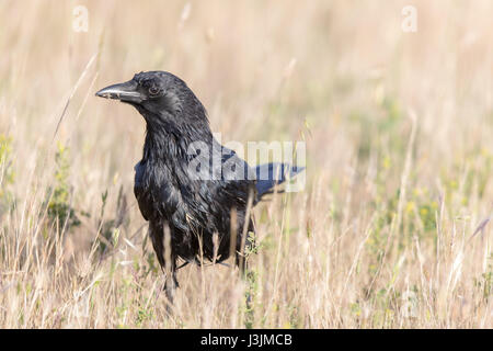 A common crow (Corvus brachyrhynchos), perched on the top of a cedar ...