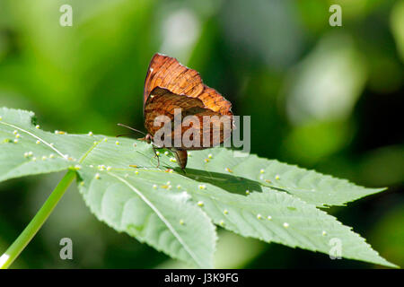 Ariadne ariadne Butterfly Stock Photo - Alamy