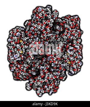 Coagulation factor XIII (FXIII, A subunits), molecular structure ...