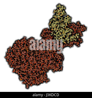 Human pancreatic lipase (HPL) enzyme, in complex with colipase ...