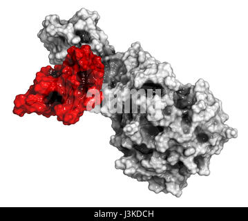 Human pancreatic lipase (HPL) enzyme, in complex with colipase ...
